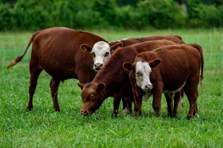 Briscoe Farm Healthy Livestock For Sale | Goats | Cattle | Sheep